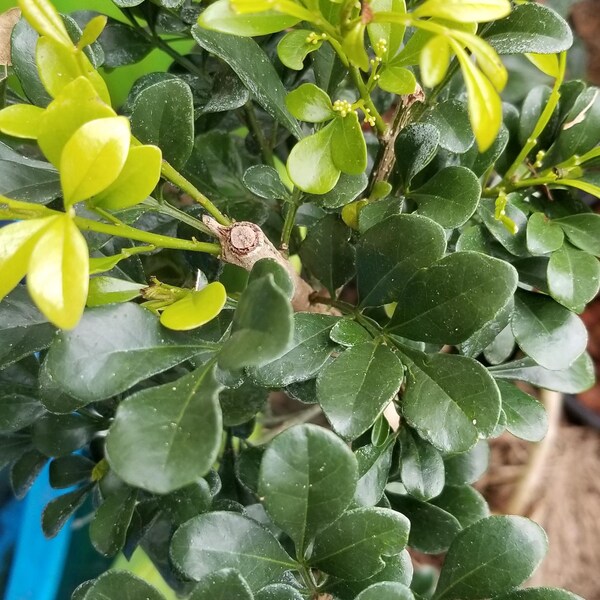 Chinese Perfume Tree, Chinese Rice Flower, in 4" or 6" Pot Aglaia ...