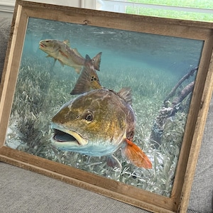 24x36 Florida West Coast Common Inshore & Nearshore Fishes Poster ...