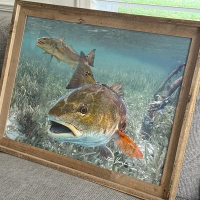 24x36 Florida West Coast Common Inshore & Nearshore Fishes Poster ...