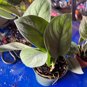 Scindapsus Jade Satin Rare Scindapsus Velvet Pothos Live Houseplant - Etsy