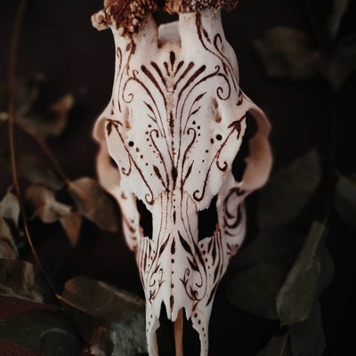 Taxidermy a Brilliant Full Wild Boar Skull, With Teeth and Lower Jaw ...