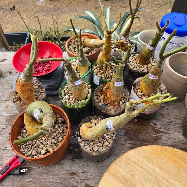 Adenium Desert ROSE 5 Colours in One GRAFTED PLANT in Pot 8 Inches - Etsy