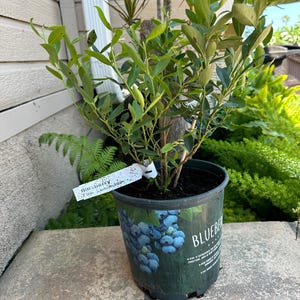 Aji Limo Seeds 25 Ea Organic Peru - Etsy