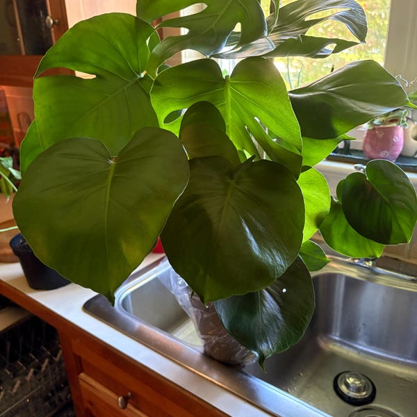 Monstera Deliciosa Tropical Split Leaf Plant | Live Indoor & Outdoor ...