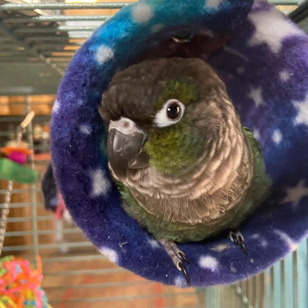 Custom Cozy Bird Tent Comfy Parrot Hut Pet Bird Bed Accessory Handmade ...