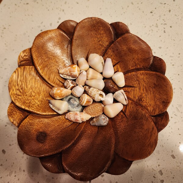 Large Hawaiian Cone Shells Abbreviated Cone Golden Yellow Cat Cone ...