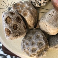 Almandine Garnet in Banded Gneiss, Schist Rock, Metamorphic Granite ...