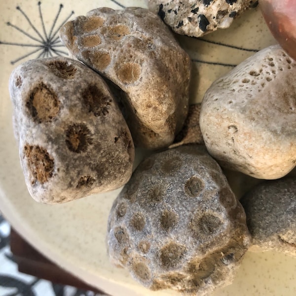 Large Rough Stromatoporoid Sponge Ordovician Fossil Limestone W ...