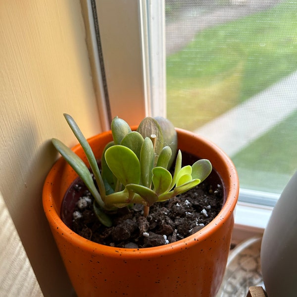 Weeping Jade, Trailing Jade, Variegated Succulent, Home Decor Plant ...