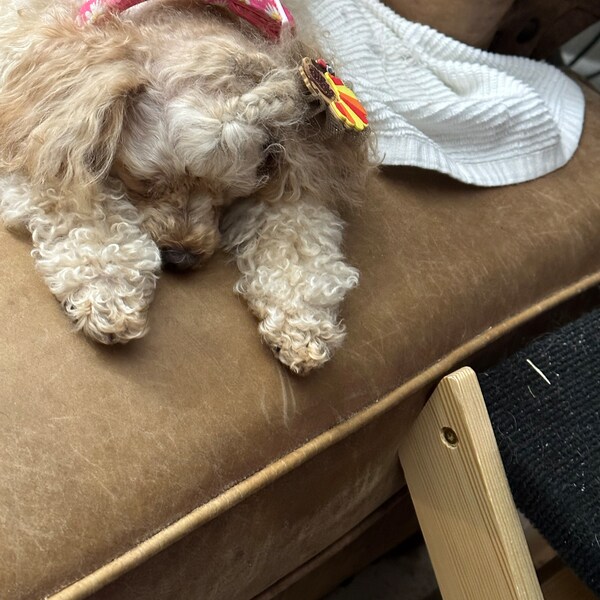 Plain DOG BOWS, Tulle Dog Bows, Grooming Dog Topknot Bows - Etsy