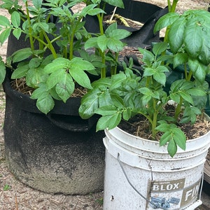 LORIENT SHALLOT Sets Non-gmo Bulbs, Garden Seed Shallots Traditional ...