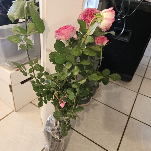 Rare Rosa【fancy Ruffle|ファンシー ラッフル 】-1gal+ Wave Bloom| Ownroot ...