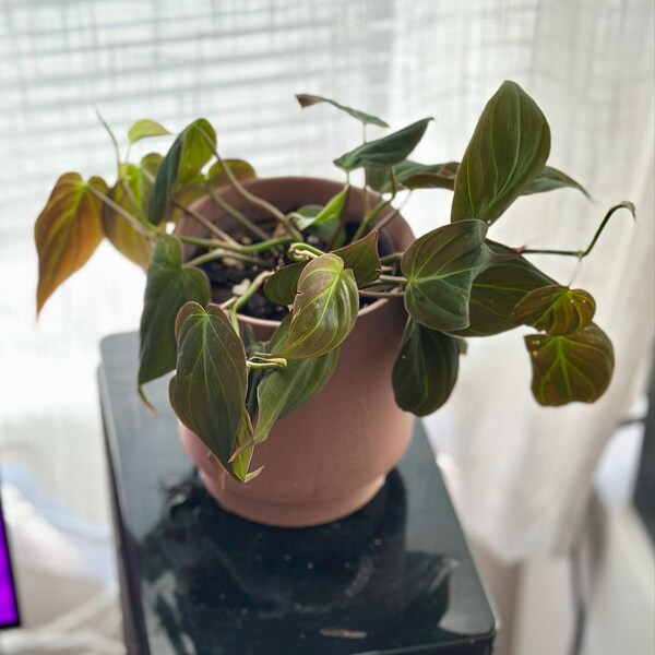 Mican Philodendron | Velvet Leaf Philo | Indoor & Outdoor Live Tropical ...