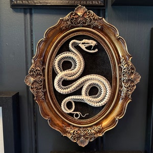 Real Silver Toadfish Skull, Silver Toadfish Skeleton, Lagocephalus ...