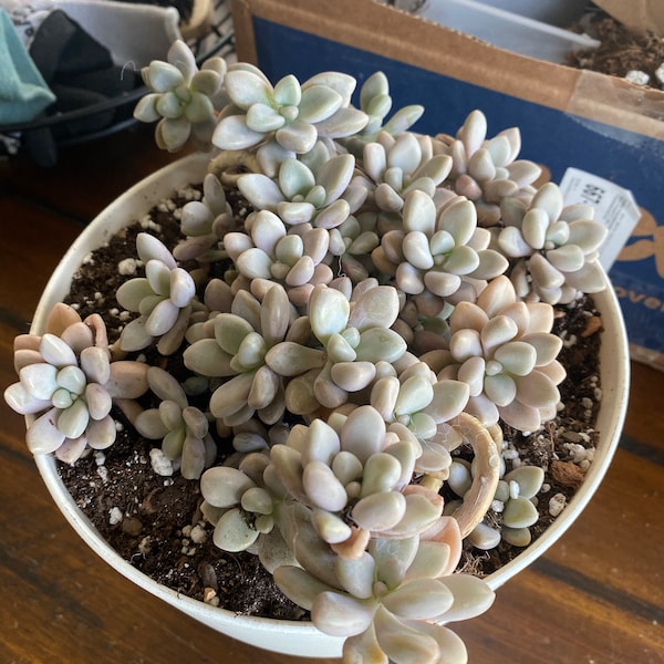 Rare Succulent - Graptopetalum Ellen - Etsy