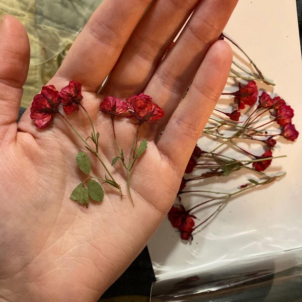 12pcs Pressed Dried Mini Rose Buds With Stems,ready to Ship, Pressed ...
