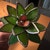 Stained Glass Water Lily Tiffany Style Wedding Home Decor Crystal ...