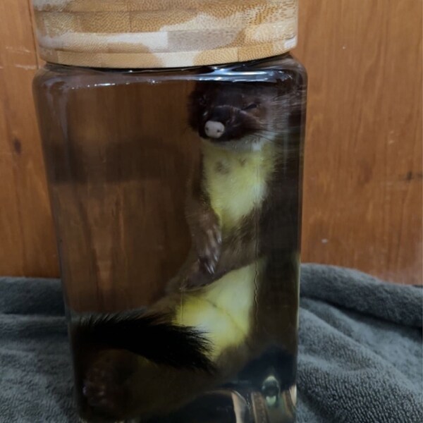 Mummified Rabbit Specimen - Etsy