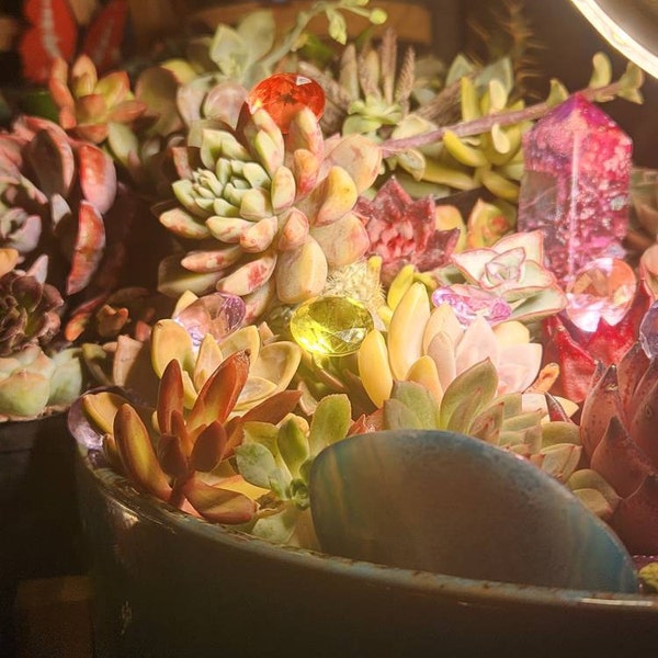 10+ Colorful Succulent Cuttings - Etsy