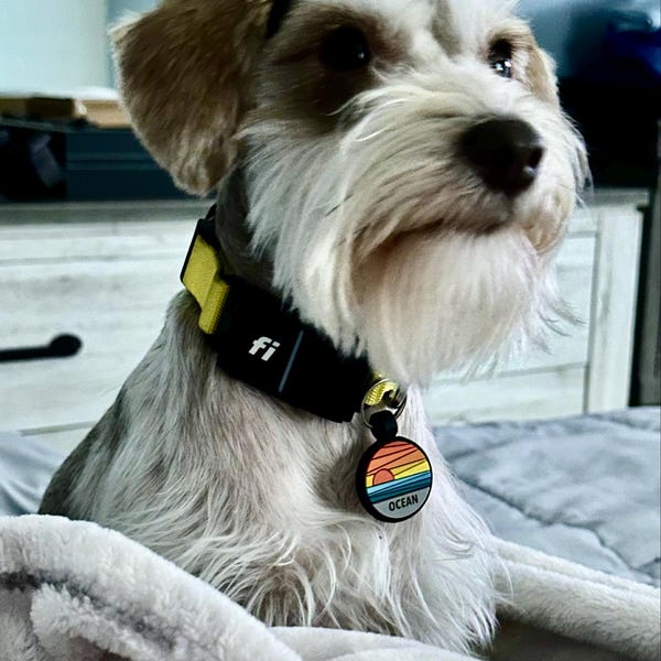 Love Your Pets Soundless Designer Pet ID Tag - Deep Engraved Silicone ...