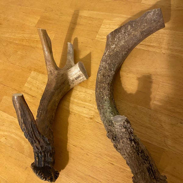 Elk Antler Base Burr - Etsy
