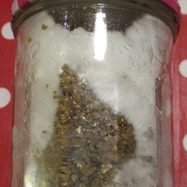 Blue Oyster Mycelium Liquid Culture (pleurotus Columbinus) - Etsy