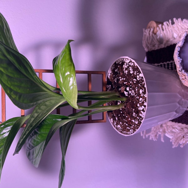 Ladder Arch Indoor Plant Trellis (3 Sizes for 2-6" Pots) | Mini & Small ...