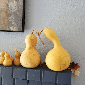 Six Mix Small Gourds Various Shapes - Etsy