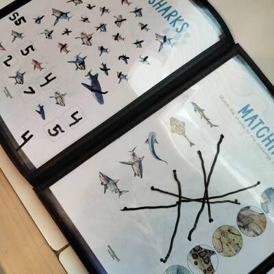 SHARKS Flash Cards Types of Sharks Watercolor Sharks Flash Cards ...