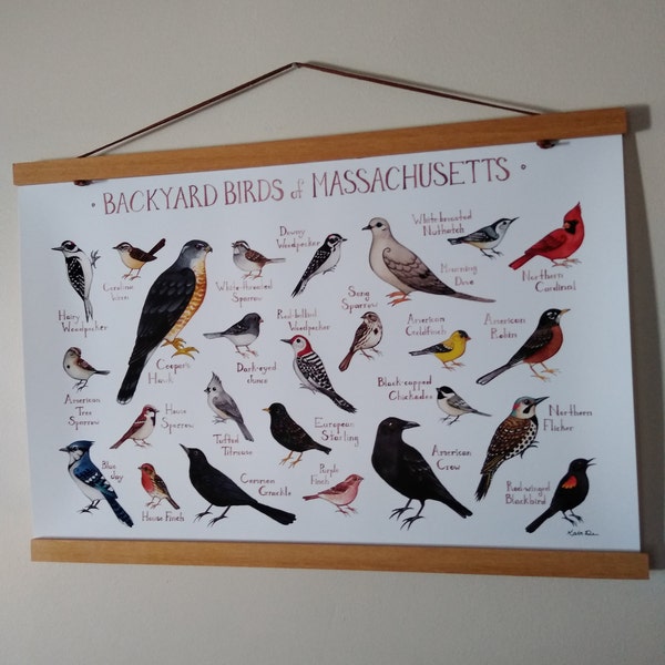 Massachusetts Backyard Birds Field Guide Art Print / Watercolor ...