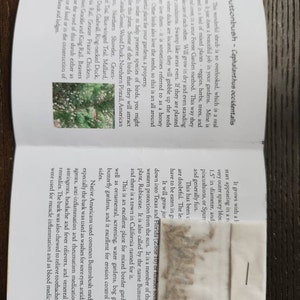 Cherokee, North Georgia Candy Roaster Squash . Cucurbita Maxima - Etsy