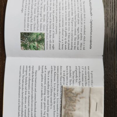 Cherokee, North Georgia Candy Roaster Squash . Cucurbita Maxima - Etsy