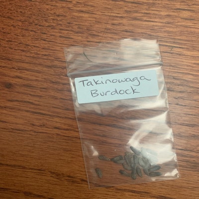 Oenothera Fruticosa Golden Sundrops Primrose Yellow Perennial 20 Seeds ...