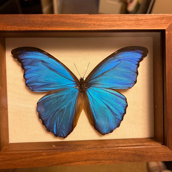 Giant Cicada & Empress Cicada Shadow Box Framed Quesada Gigas ...