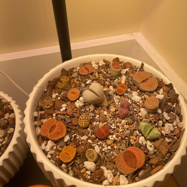 Limited Rare Lithop Succulent Gibbaeum Heathii / Lithops Living Stone ...