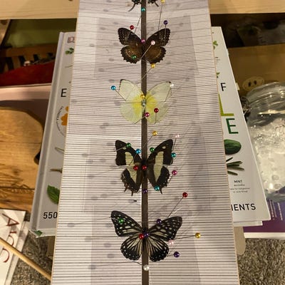 Butterfly Moth Spreading Board With Grid Sticker Taxidermy Entomology ...