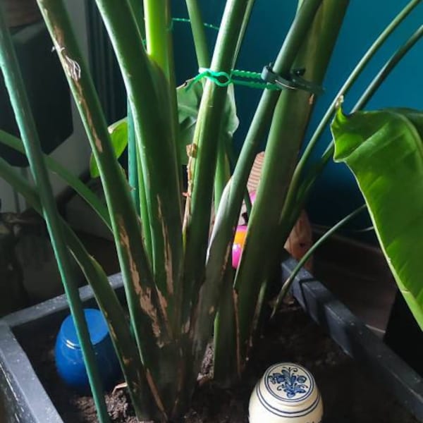 Watering Bell, Self Watering Pot, Self Watering Can, Gardening, Plant ...