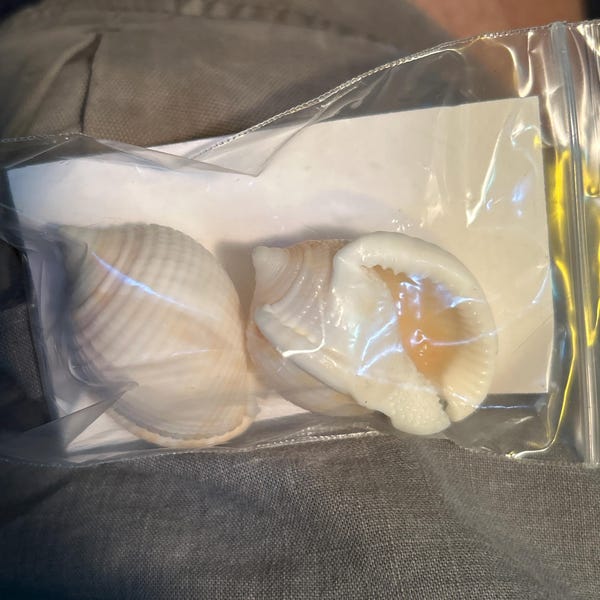 NATURAL SHELL FRAGMENTS ~ 10-100pcs ~ Wampum ~ Smooth Surf Tossed ...