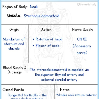 Anatomy and Physiology Note Taking Templates Study Guide Templates - Etsy