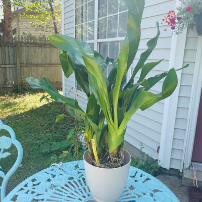 Rby. Copper Queen 'H&R' Near Blooming Size Brassavola - Etsy