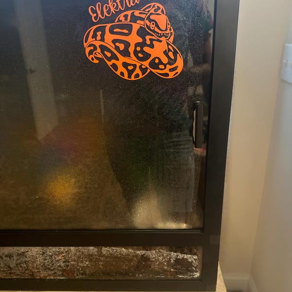 Ball Python Custom Name Decal | Pied Ball Python - Etsy