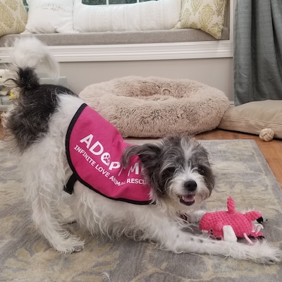 5-pack Adopt Me Dog Jackets Vests With GROUP NAME or WEBSITE - Etsy