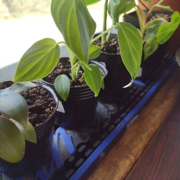 Rare Varigated String of Pearls | String of Hearts | String of Spades ...