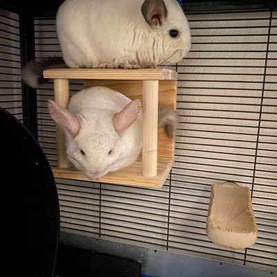 Crazy Critter 11 Pc Kiln Dried Pine Chinchilla//rat//degu//squirrel ...