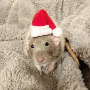 Party Tutu Costume for Pet Rats Many Colors Available Rat | Etsy