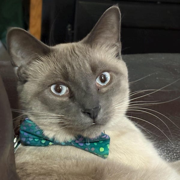 Cat Blanket - Cute and Spooky Halloween Medley Catnip Blanket - Etsy