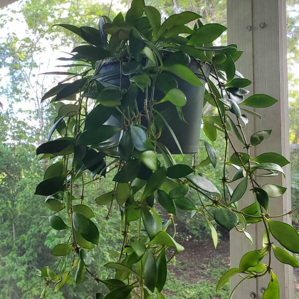 Hoya Millie Sms 019 in 4.5”pots - Rare Hoya - Wax Plant - Attractive ...