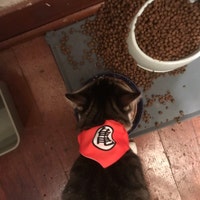 Piccolo Postboy Cosplay Earth Casual Namekian Driving T-shirt - Etsy