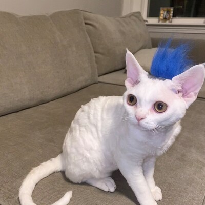 Cat Mohawk - Etsy