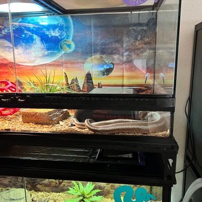 Customizable Name Ball Python Snake Vinyl Decal READ DESCRIPTION - Etsy